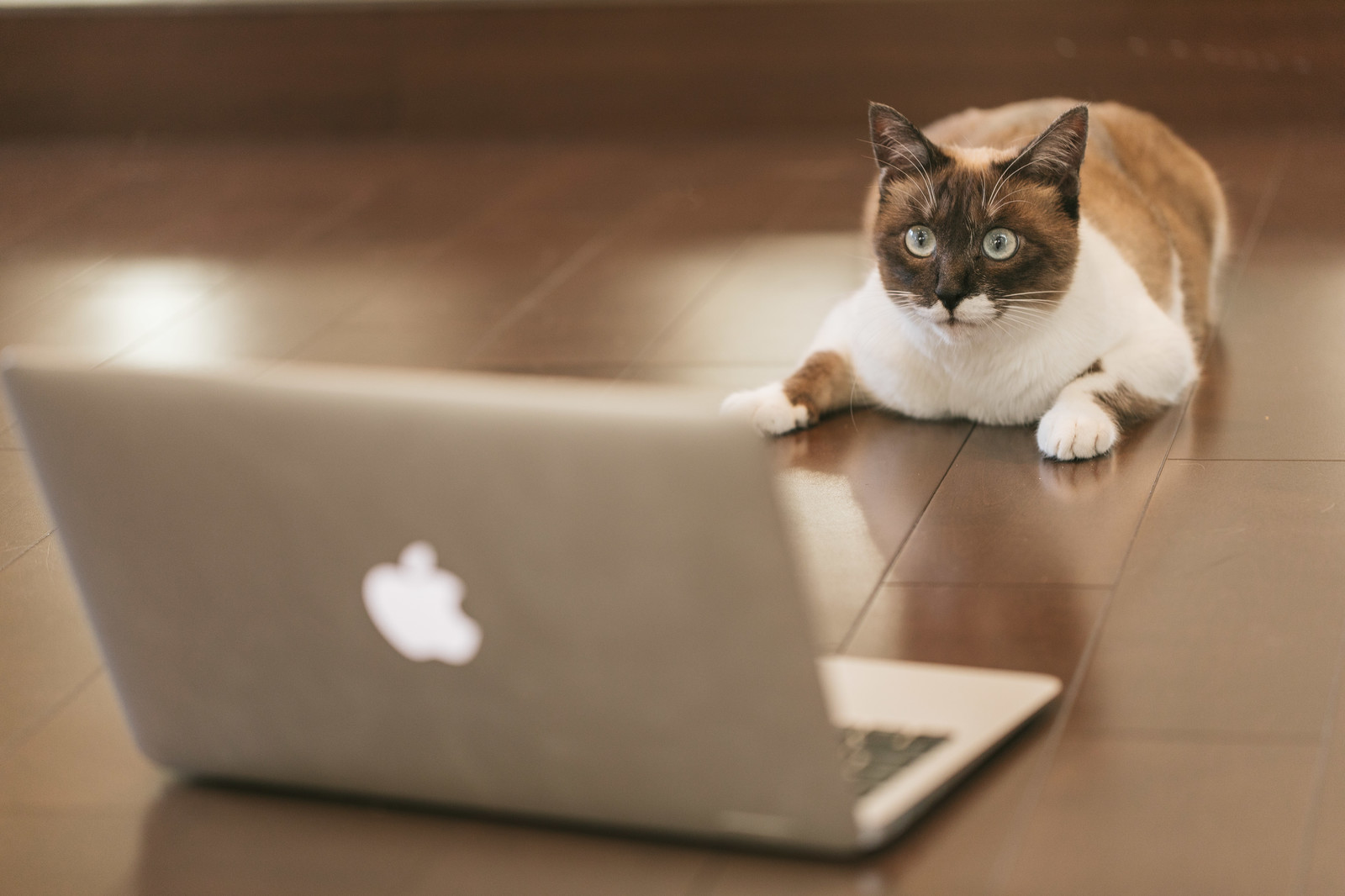 tksheetで値の入力と取得-tkinter-｜Engneer's Life